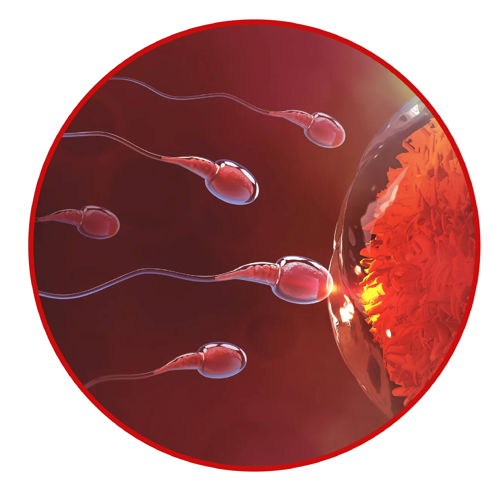Surgical sperm retrieval